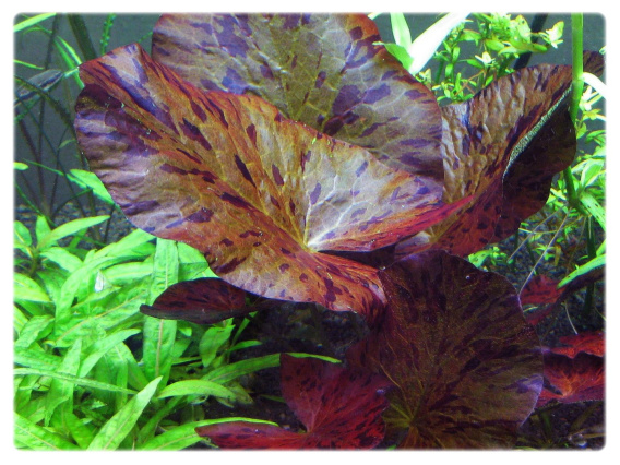 Lotos czerwony BULWA